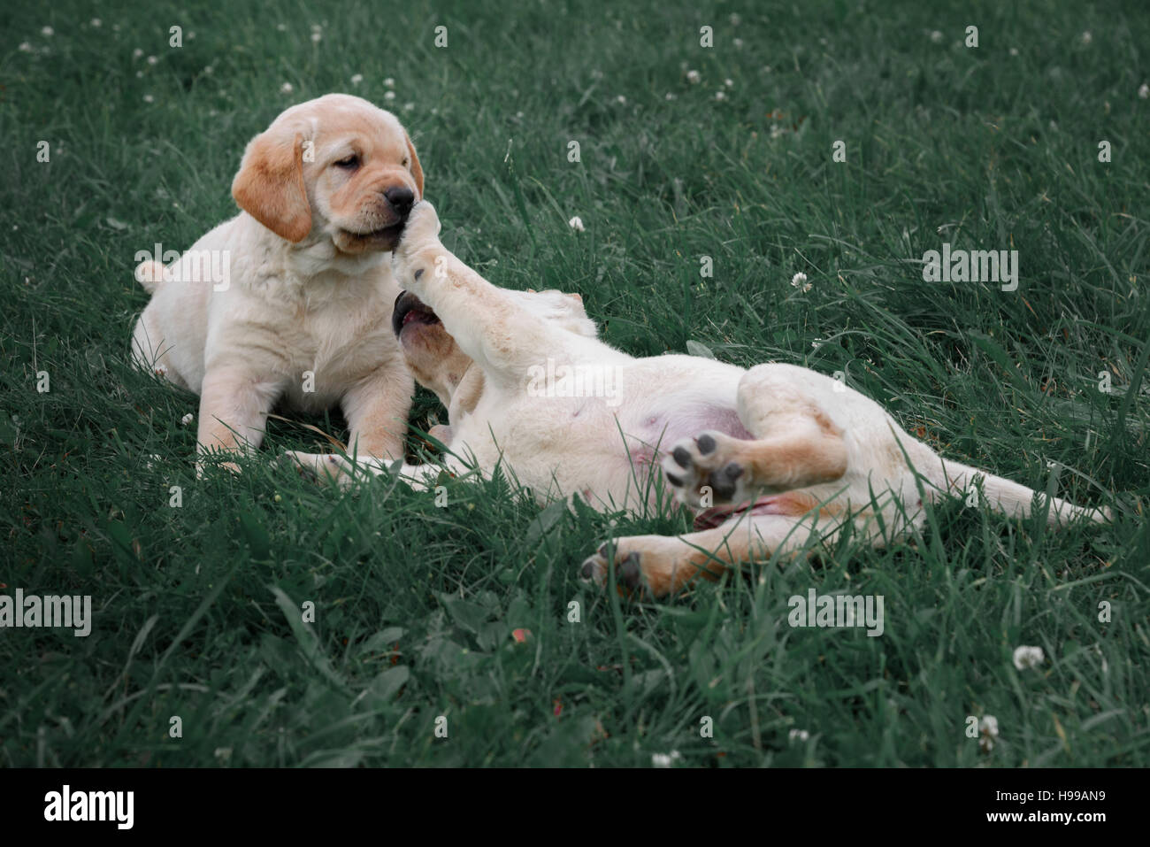 two small yellow Labrador puppy play on a green grass Stock Photo - Alamy