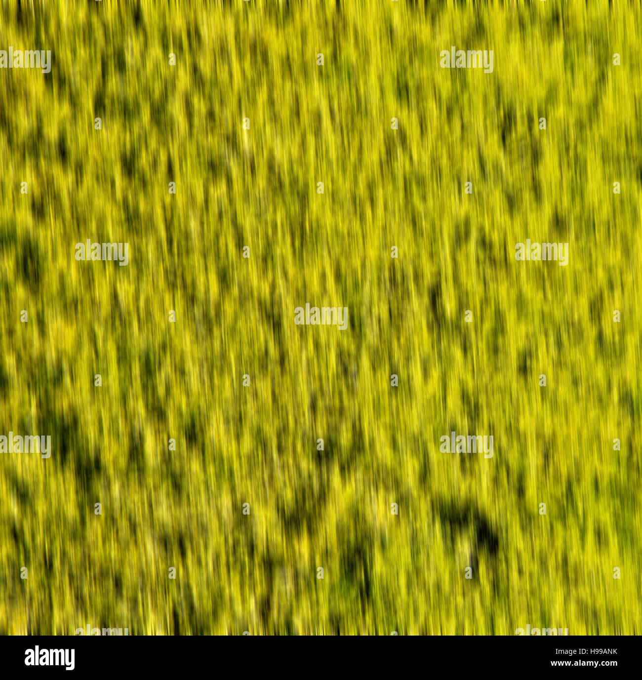 blur and grass plant in iran the green garden Stock Photo - Alamy