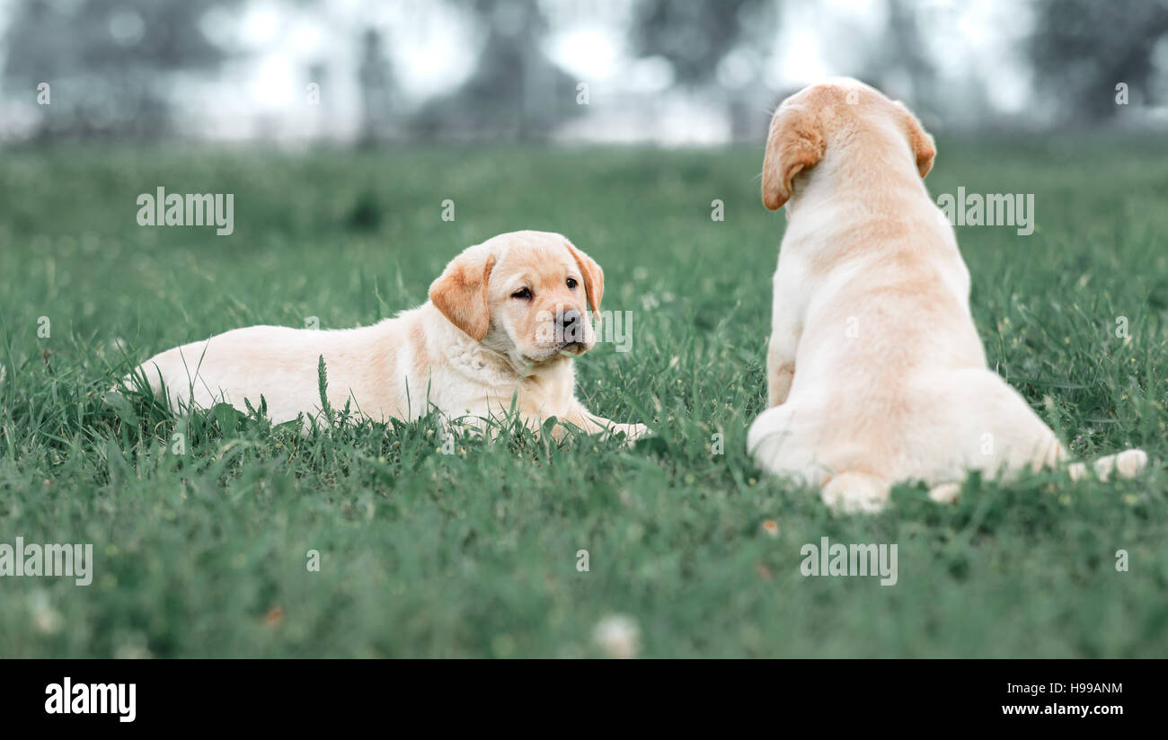 two small yellow Labrador puppy sitting on a green grass Stock Photo ...