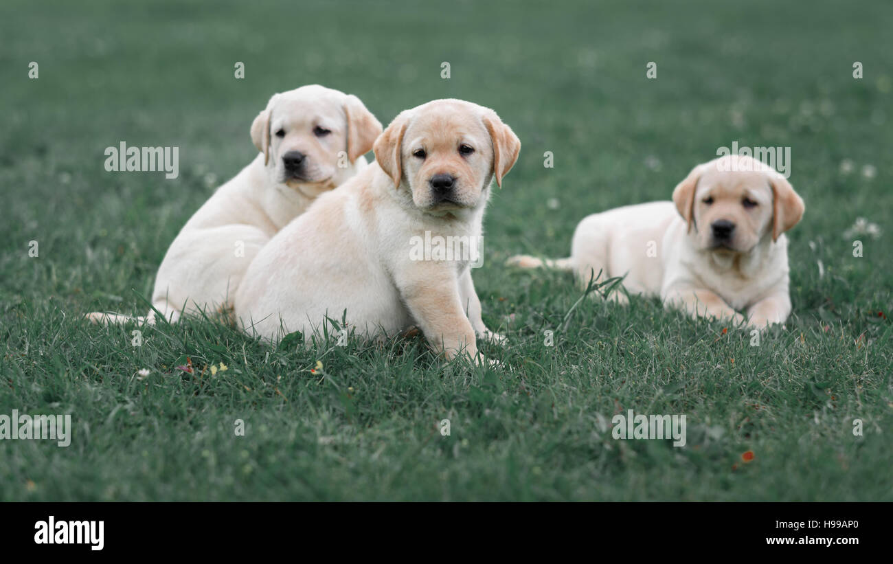 three cute yellow Labrador puppy resting in the green grass Stock Photo ...