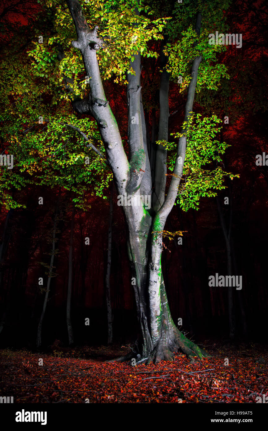 Tree light at night Stock Photo - Alamy