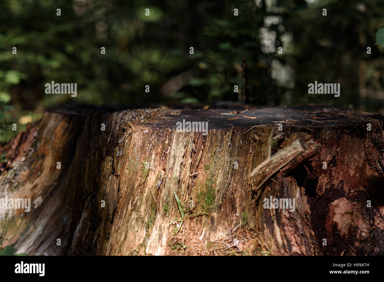 tree stump on the summer forest background Stock Photo - Alamy