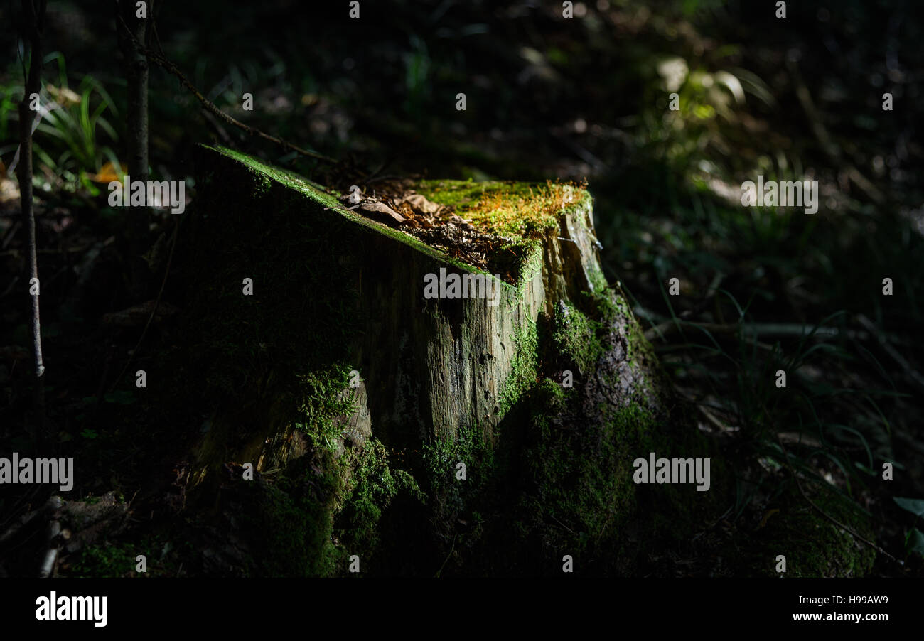tree stump on the summer forest background Stock Photo - Alamy
