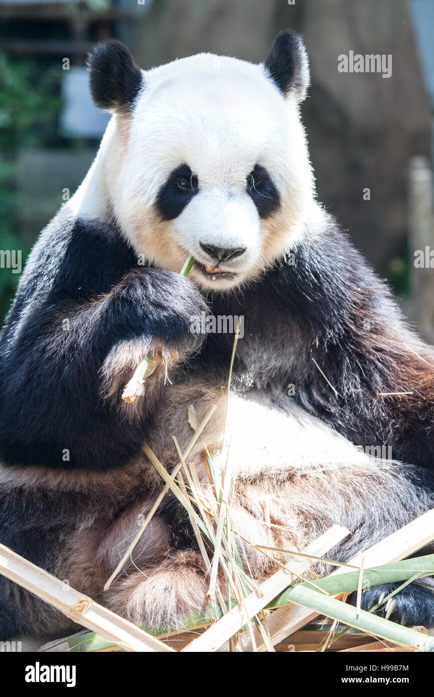 Giant panda eating bamboo close up Stock Photo - Alamy