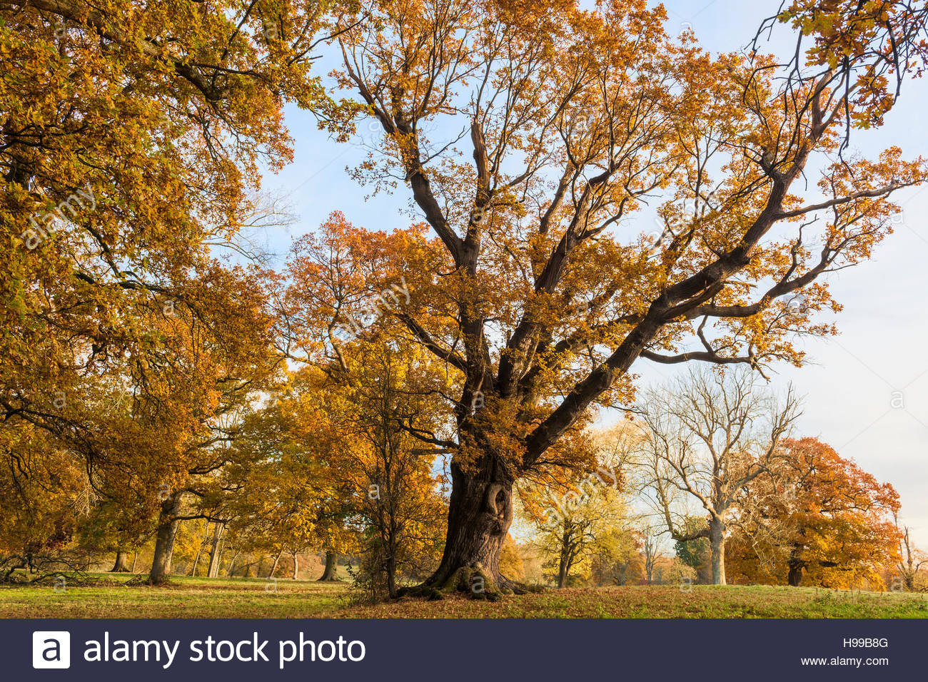 Oak Trees Stock Photos & Oak Trees Stock Images - Alamy
