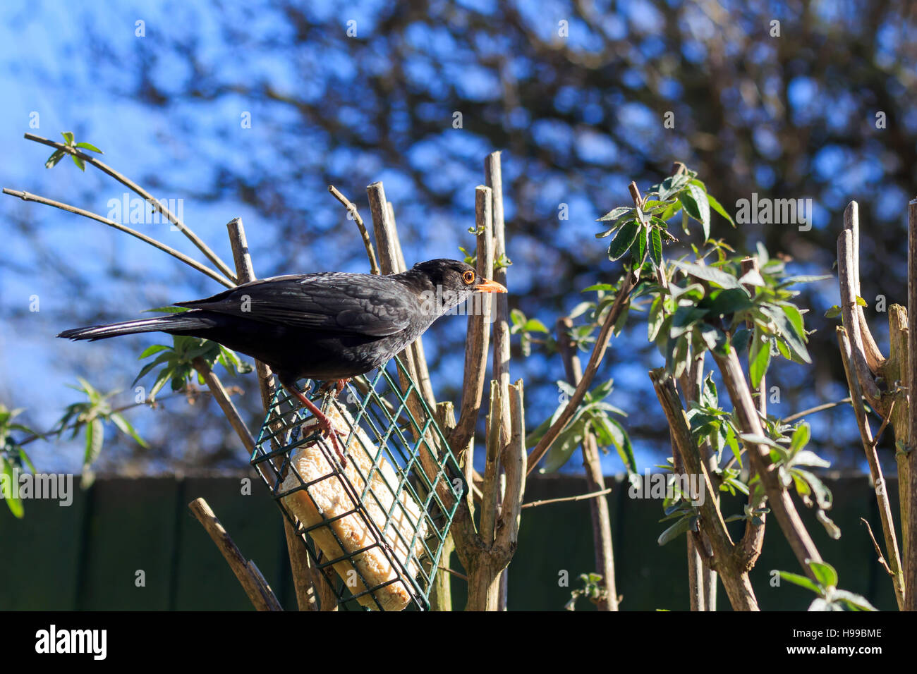 Male black bird hi-res stock photography and images - Alamy