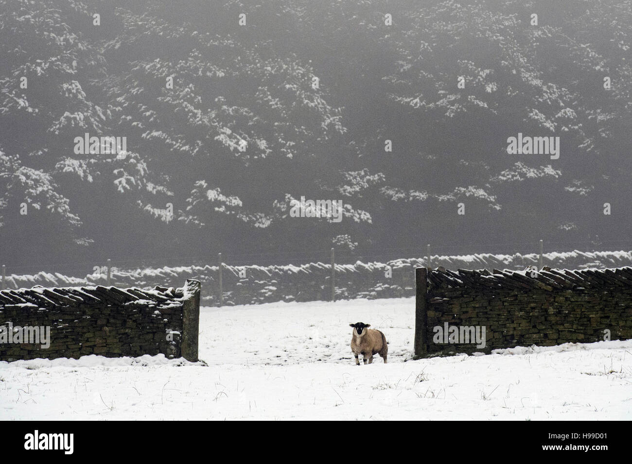 A sheep stands in a snow covered field in the village of Upperthong in ...