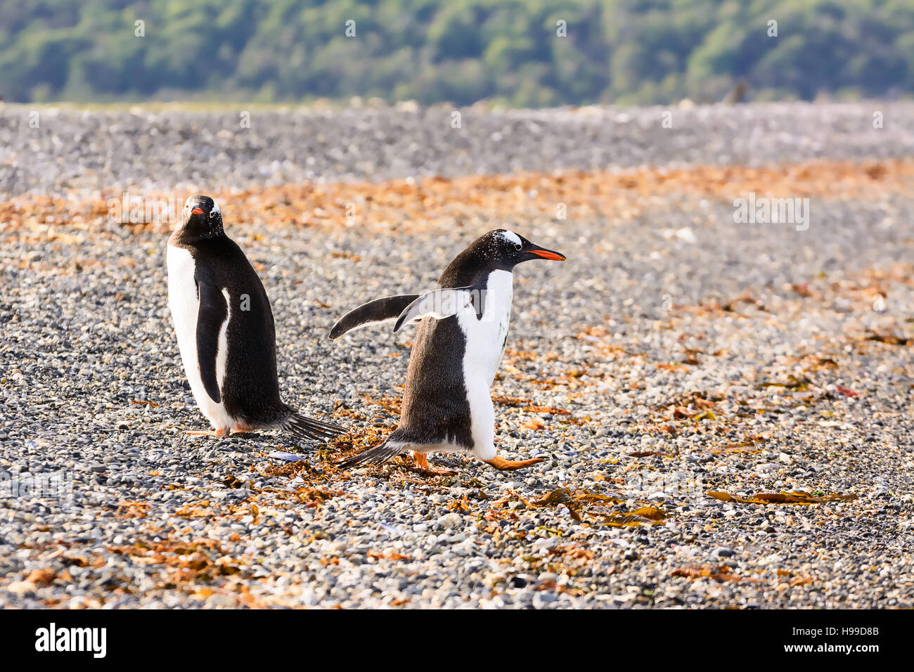 Papua penguin couple at the seaside Stock Photo - Alamy
