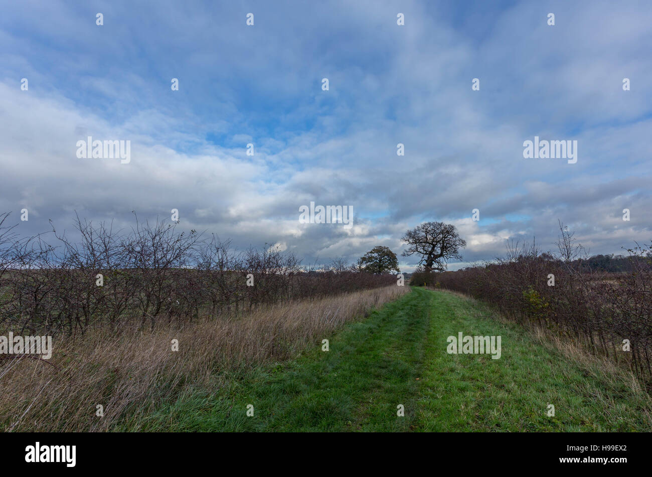 A green grass track between two fields with a large tree in the ...