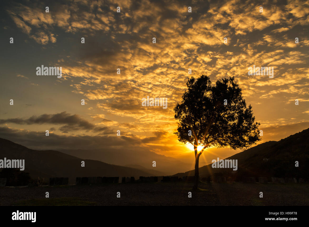 Lone olive tree hi-res stock photography and images - Alamy