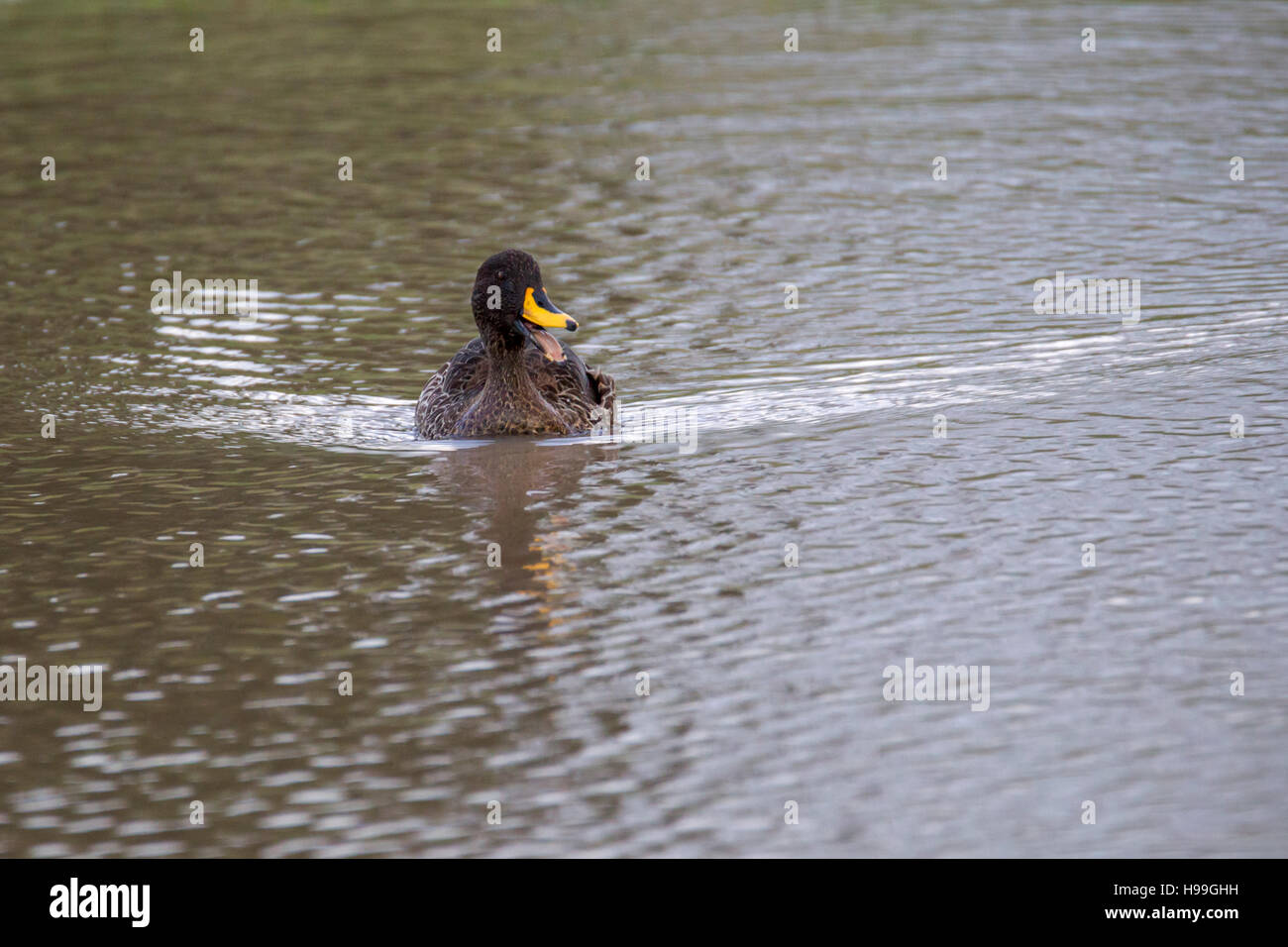 African yellow bill duck hi-res stock photography and images - Alamy