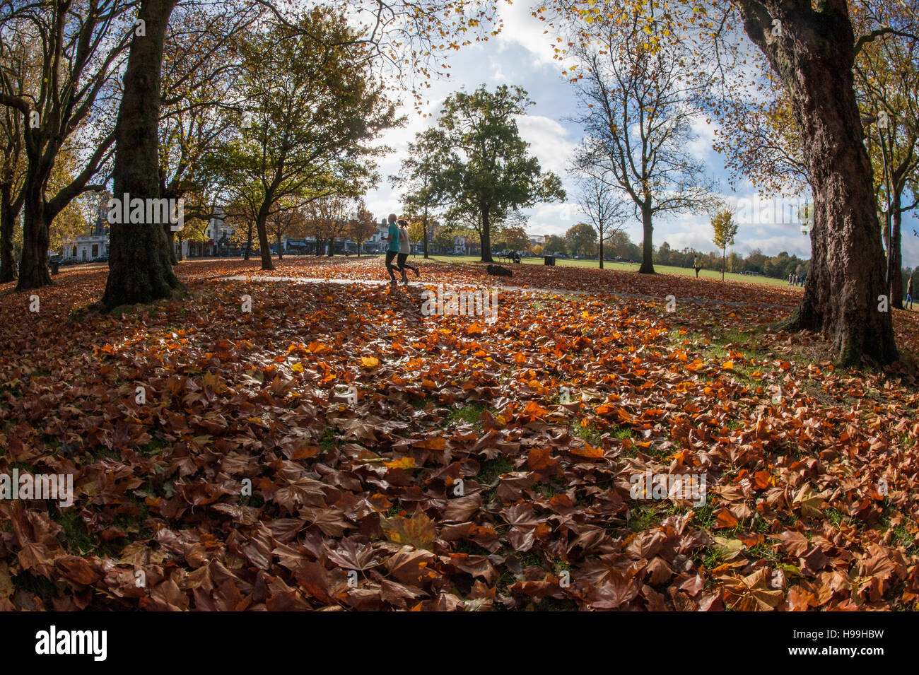 Running in the autumn Stock Photo - Alamy