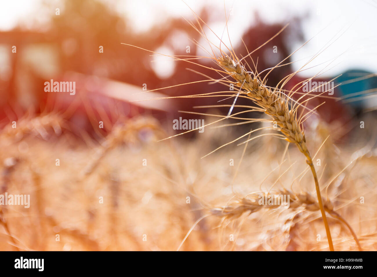 Agroci hi-res stock photography and images - Alamy