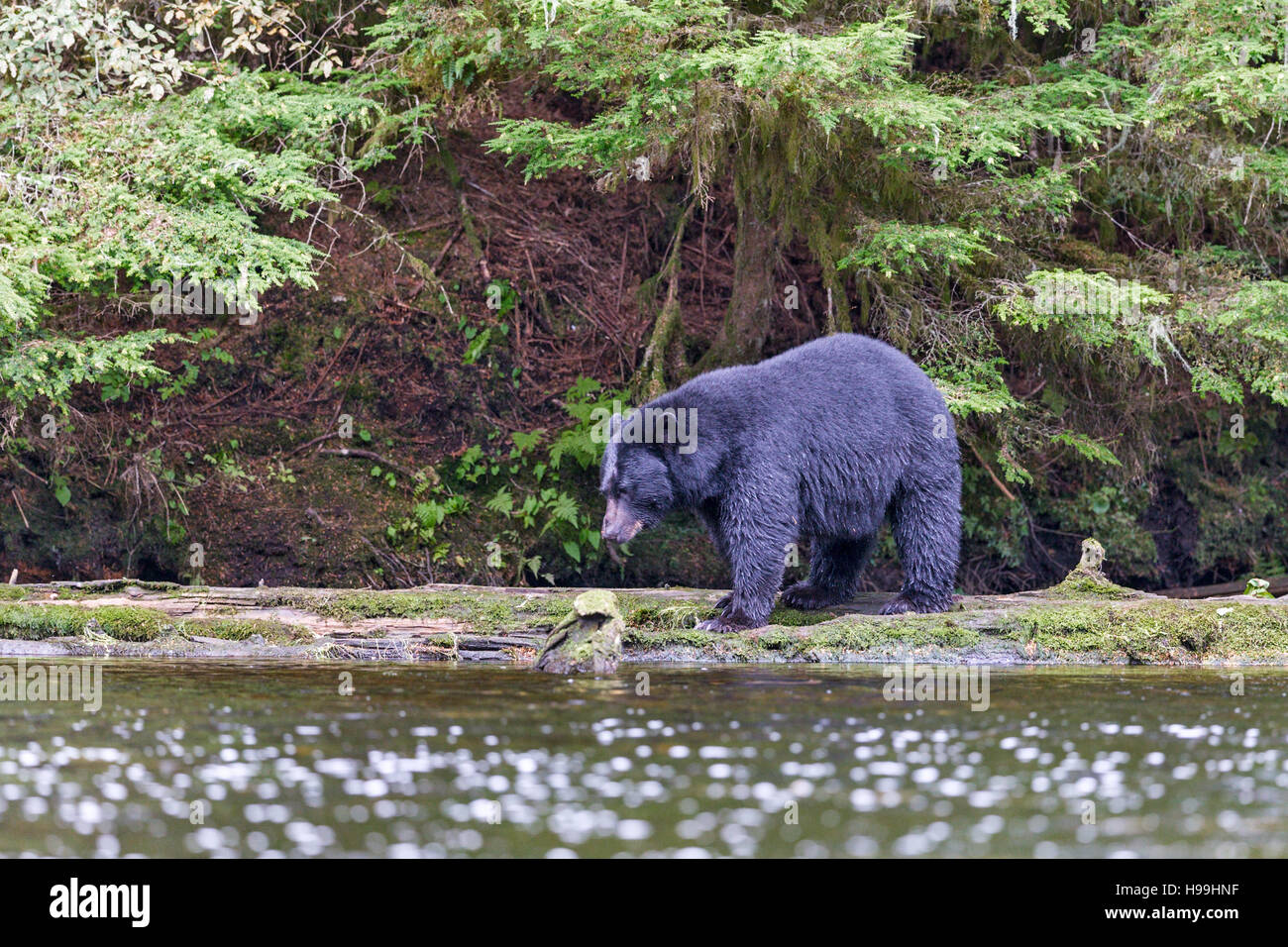 Black bear fishing for seasonally abundant salmon in the summer along a ...