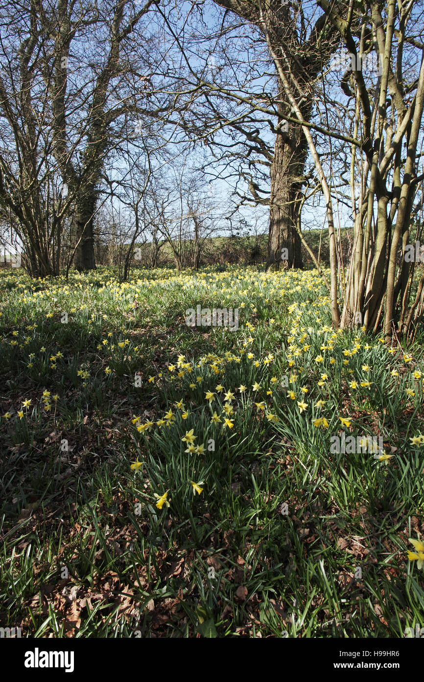 Wild daffodil Narcissus pseudonarcissus Hampshire England UK Stock ...