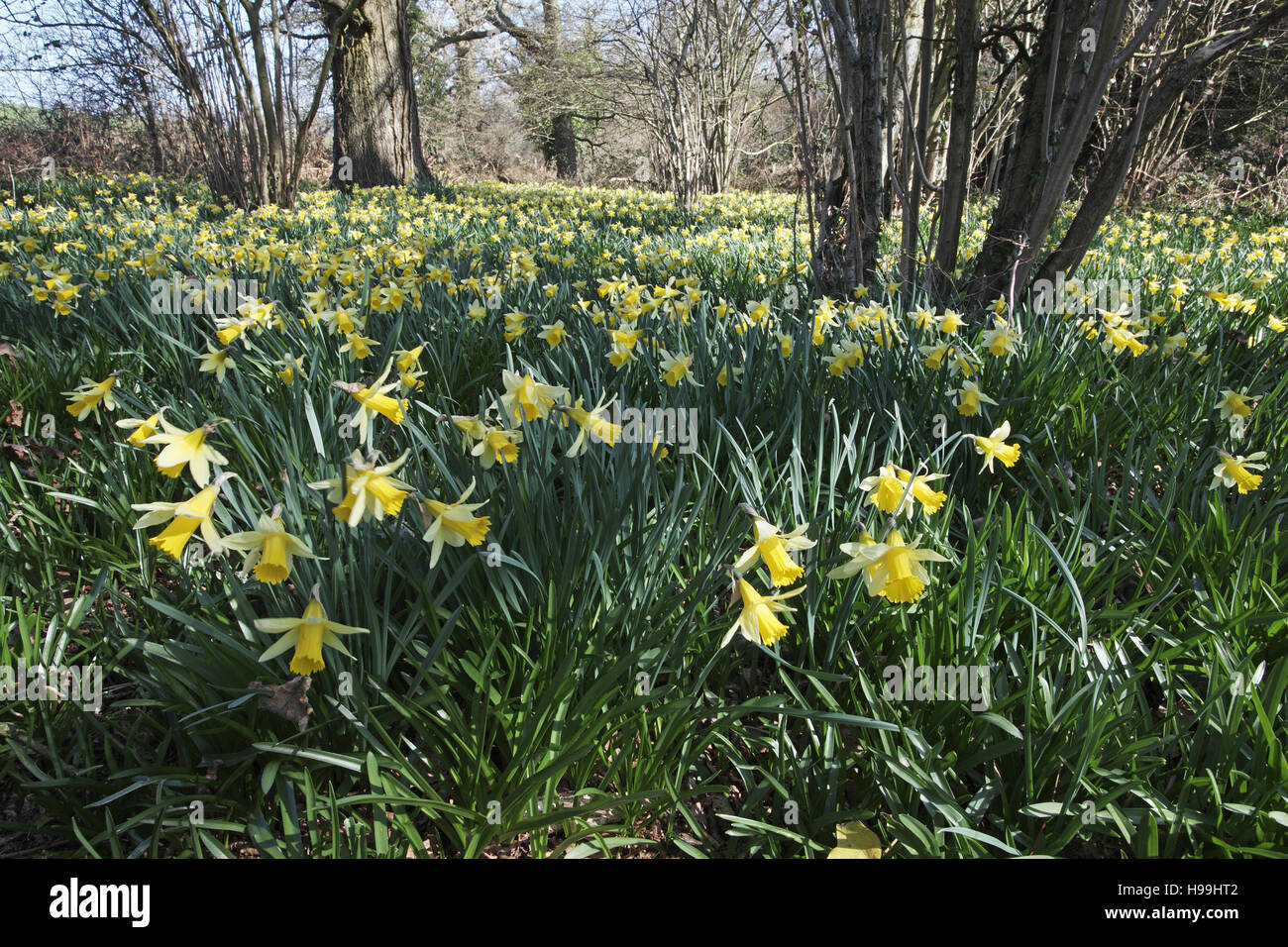 Wild daffodil Narcissus pseudonarcissus Hampshire England UK Stock ...