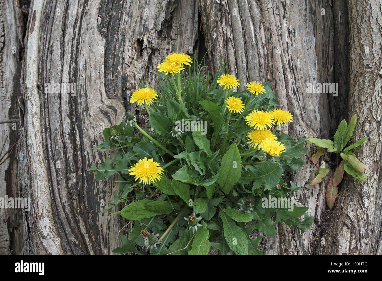 Tree in dandelion flowers hi-res stock photography and images - Alamy