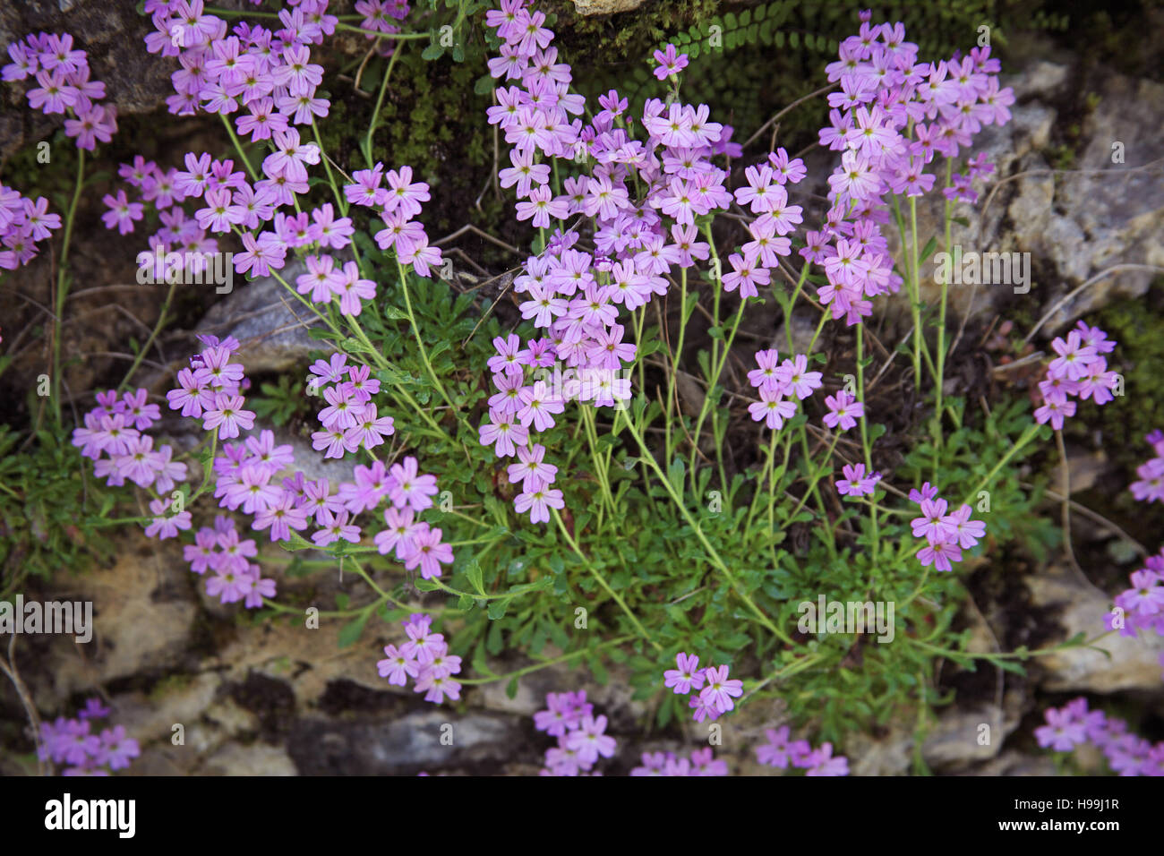 Group of foxglove plants hi-res stock photography and images - Alamy