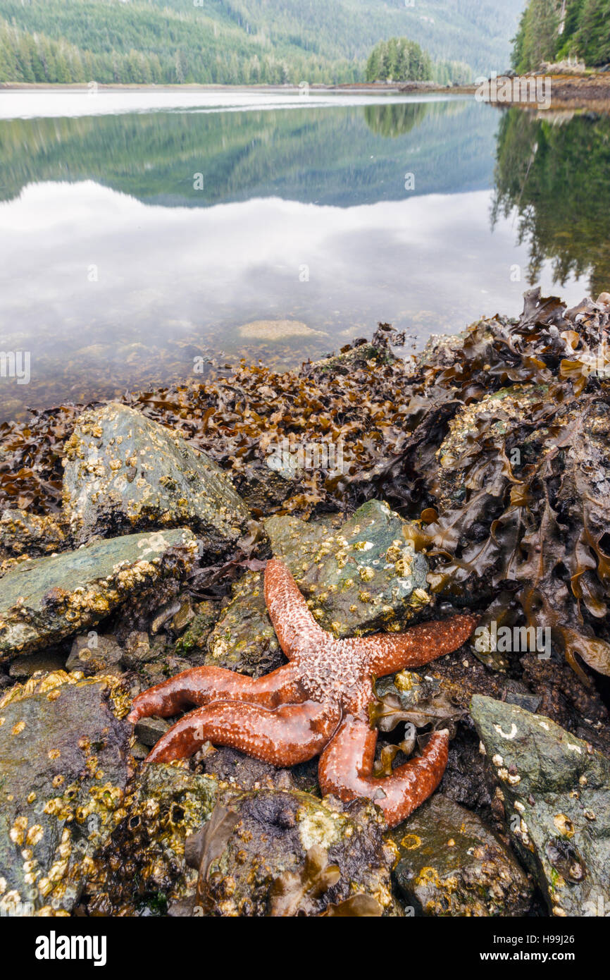 Starfish, Tongass National Forest, Alaska Stock Photo - Alamy
