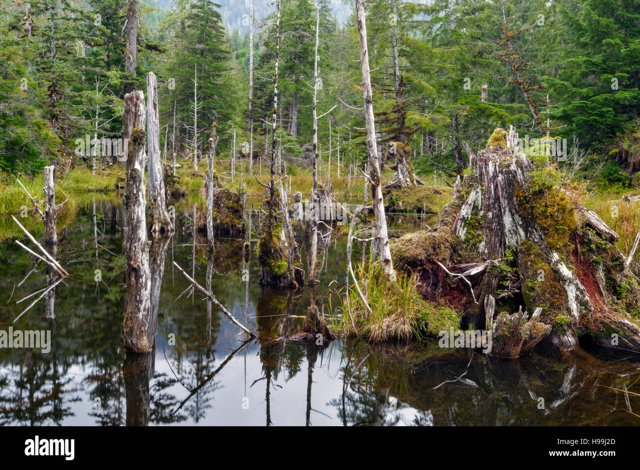 Forest clearing with pond, Tongass National Forest, Alaska Stock Photo ...