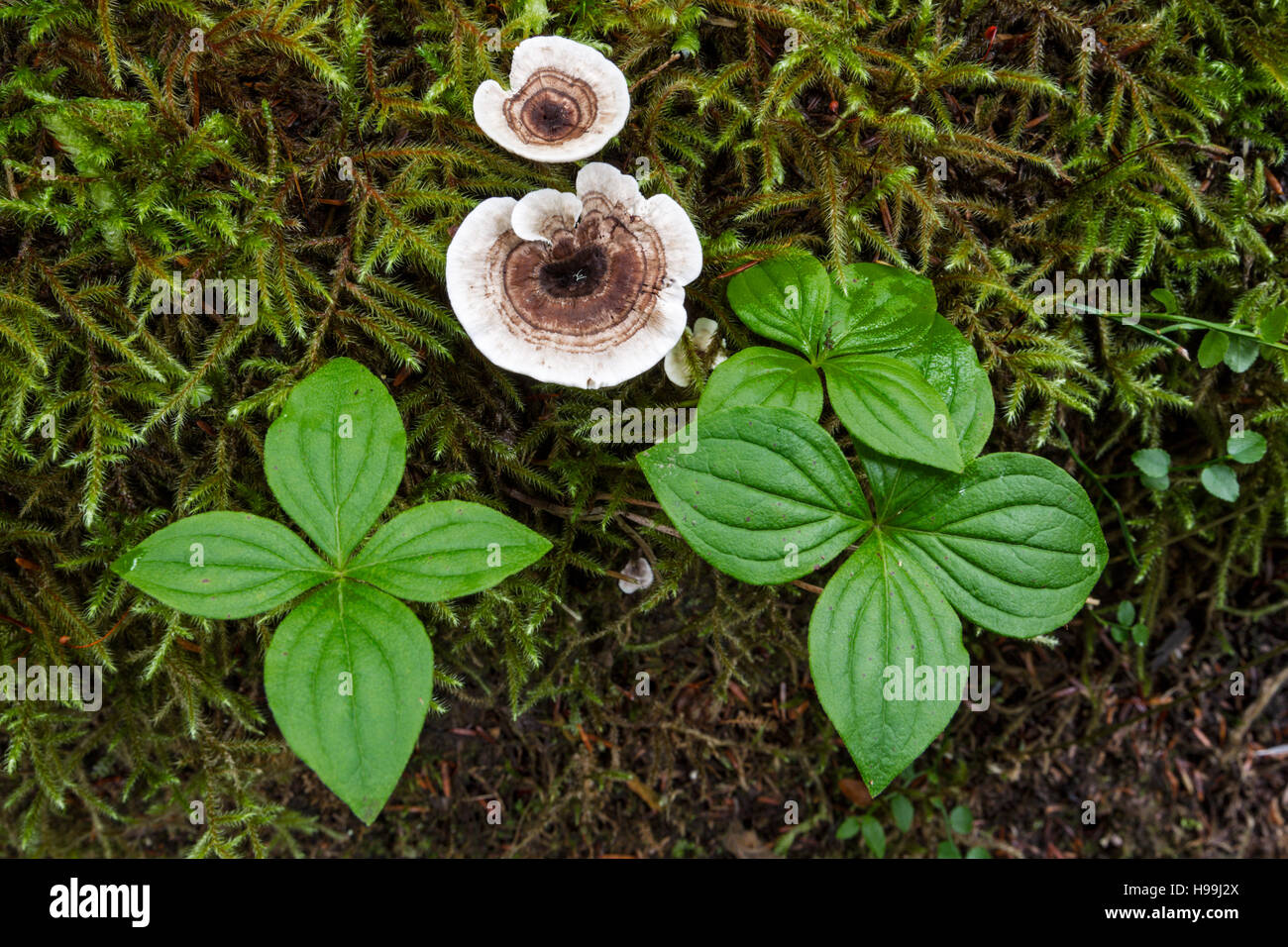 Forest floor, Tongass National Forest, Alaska Stock Photo - Alamy