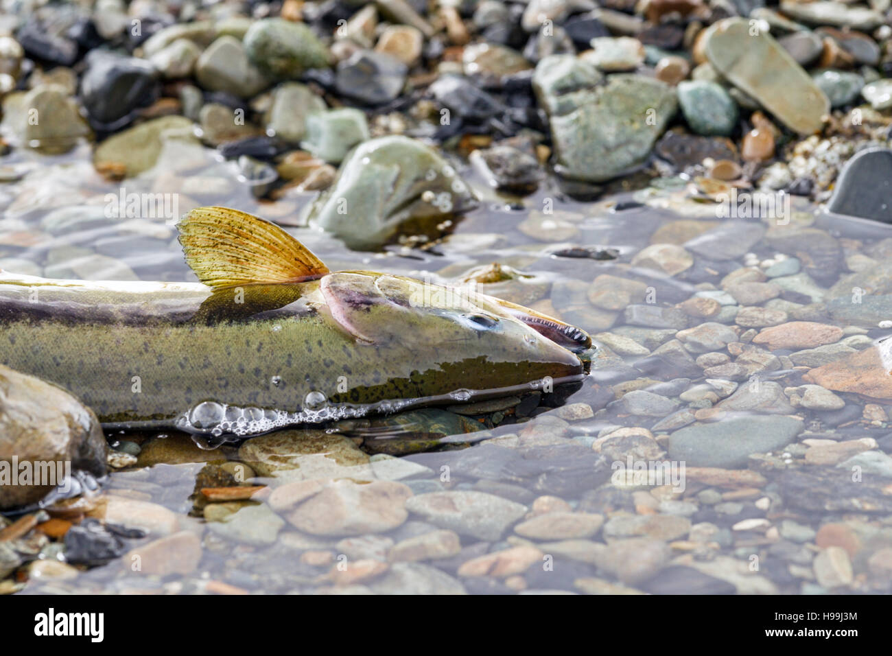Decomposition food chain High Resolution Stock Photography and Images ...