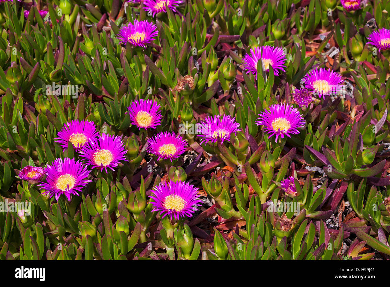 Carpobrotus edulis hi-res stock photography and images - Alamy