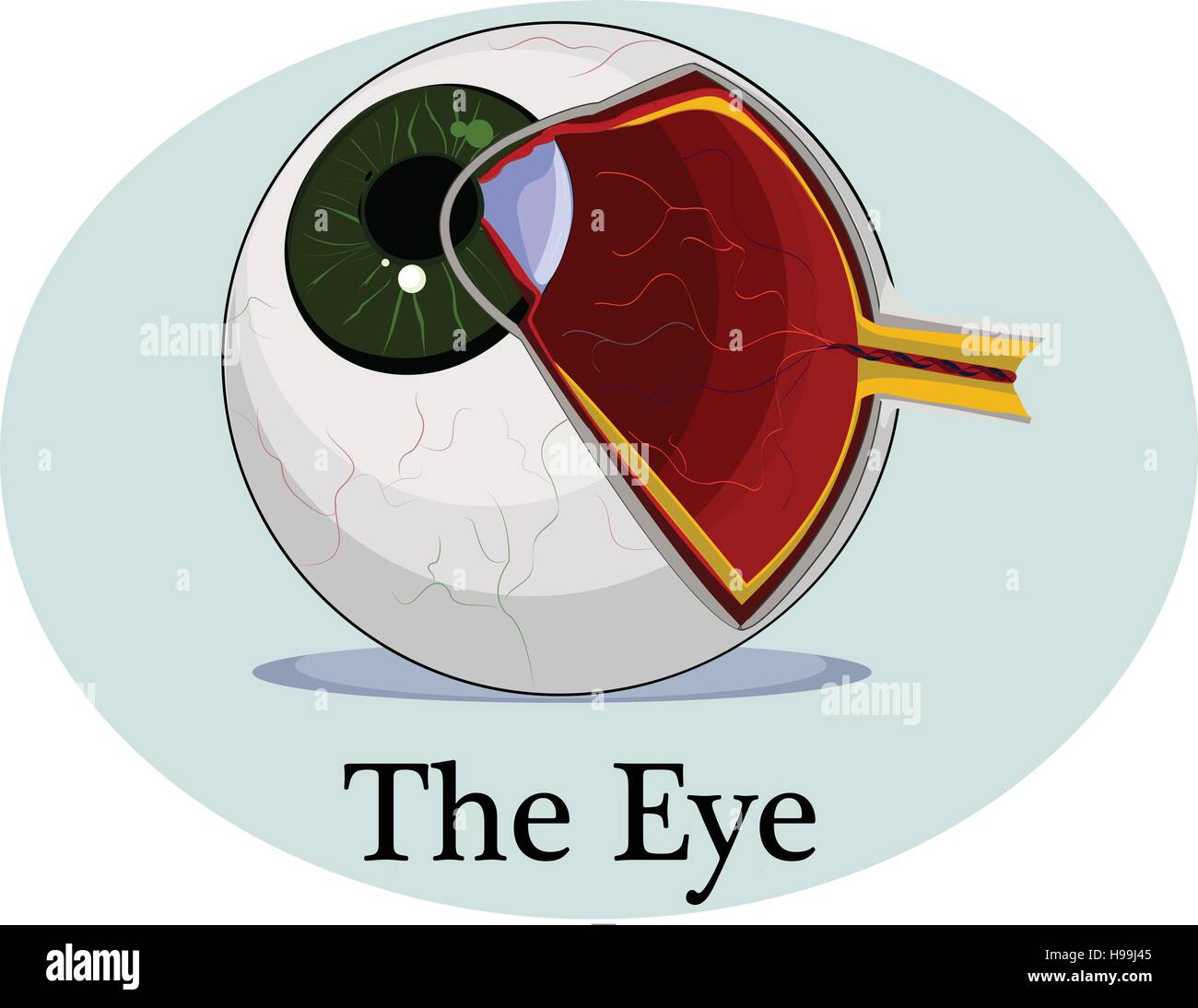 Vector illustration of eyes anatomy Stock Vector Image & Art - Alamy