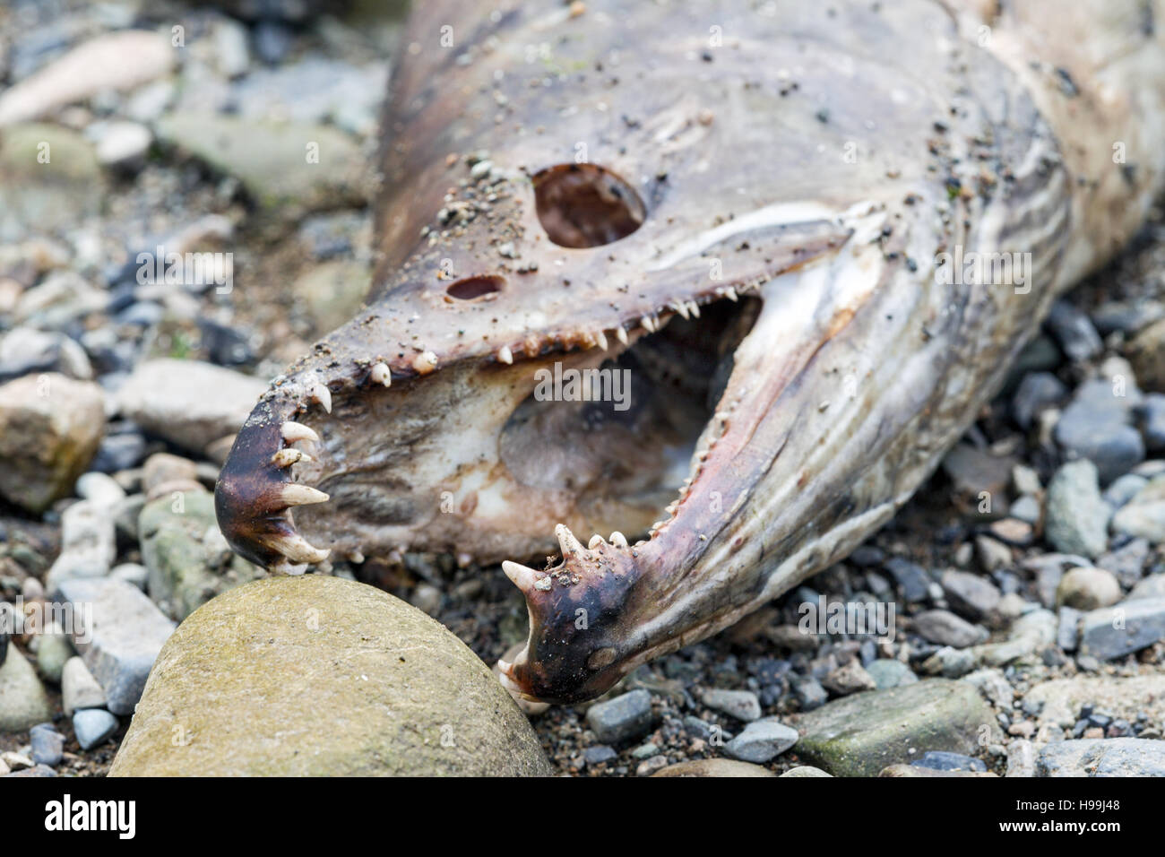 Pacific salmon hi-res stock photography and images - Alamy