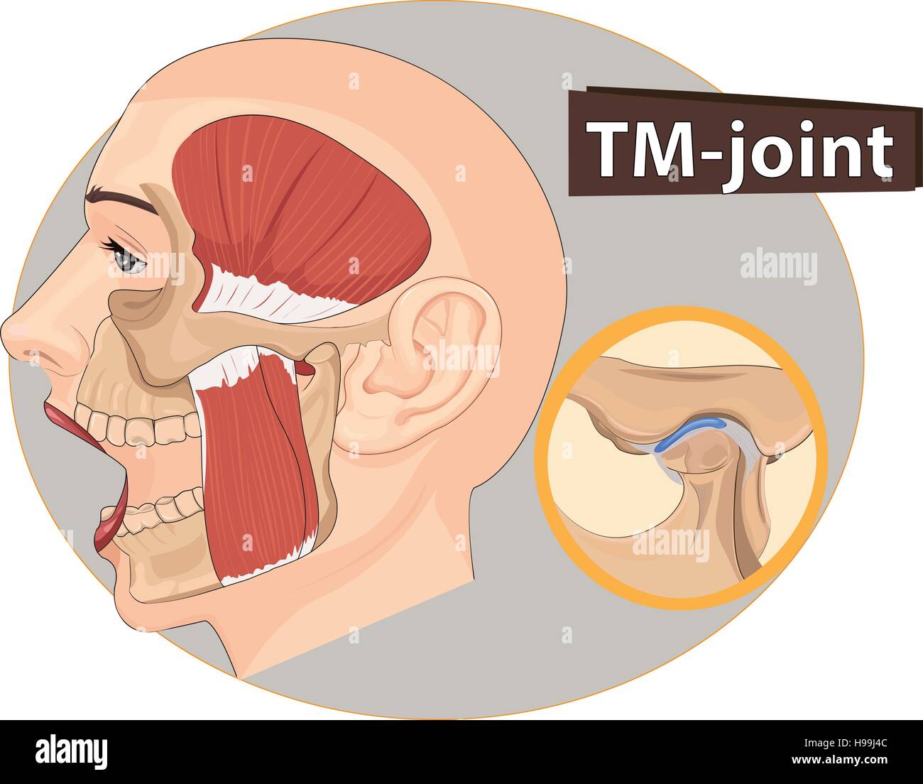 Vector illustration of Temporomandibular Stock Vector Image & Art - Alamy