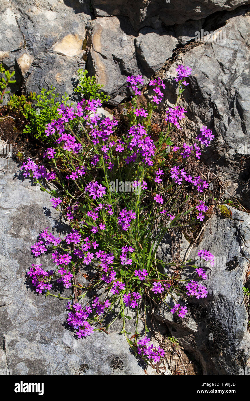 Fairy foxglove erinus alpinus hi-res stock photography and images - Alamy