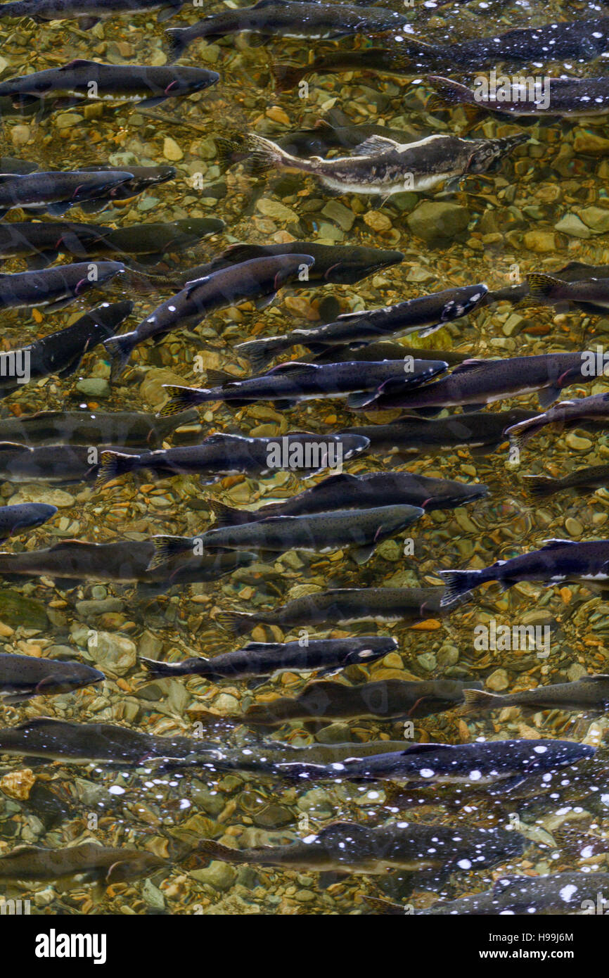Pink humpback salmon oncorhynchus gorbuscha hi-res stock photography ...