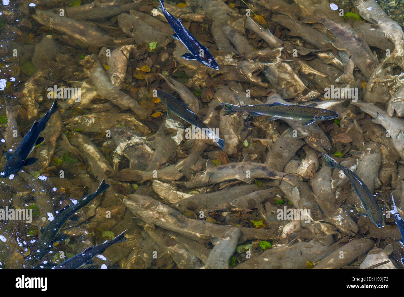 Spawned hi-res stock photography and images - Alamy