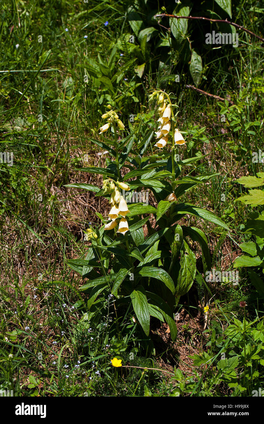 Large yellow foxglove Digitalis grandiflora on roadside bank Route des ...