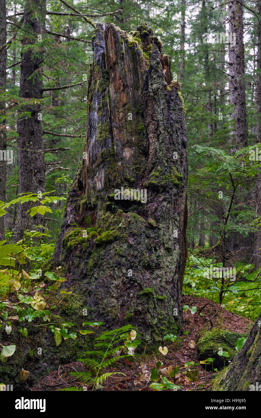 Interior of the temperate coastal rain forest, Tongass National Forest ...