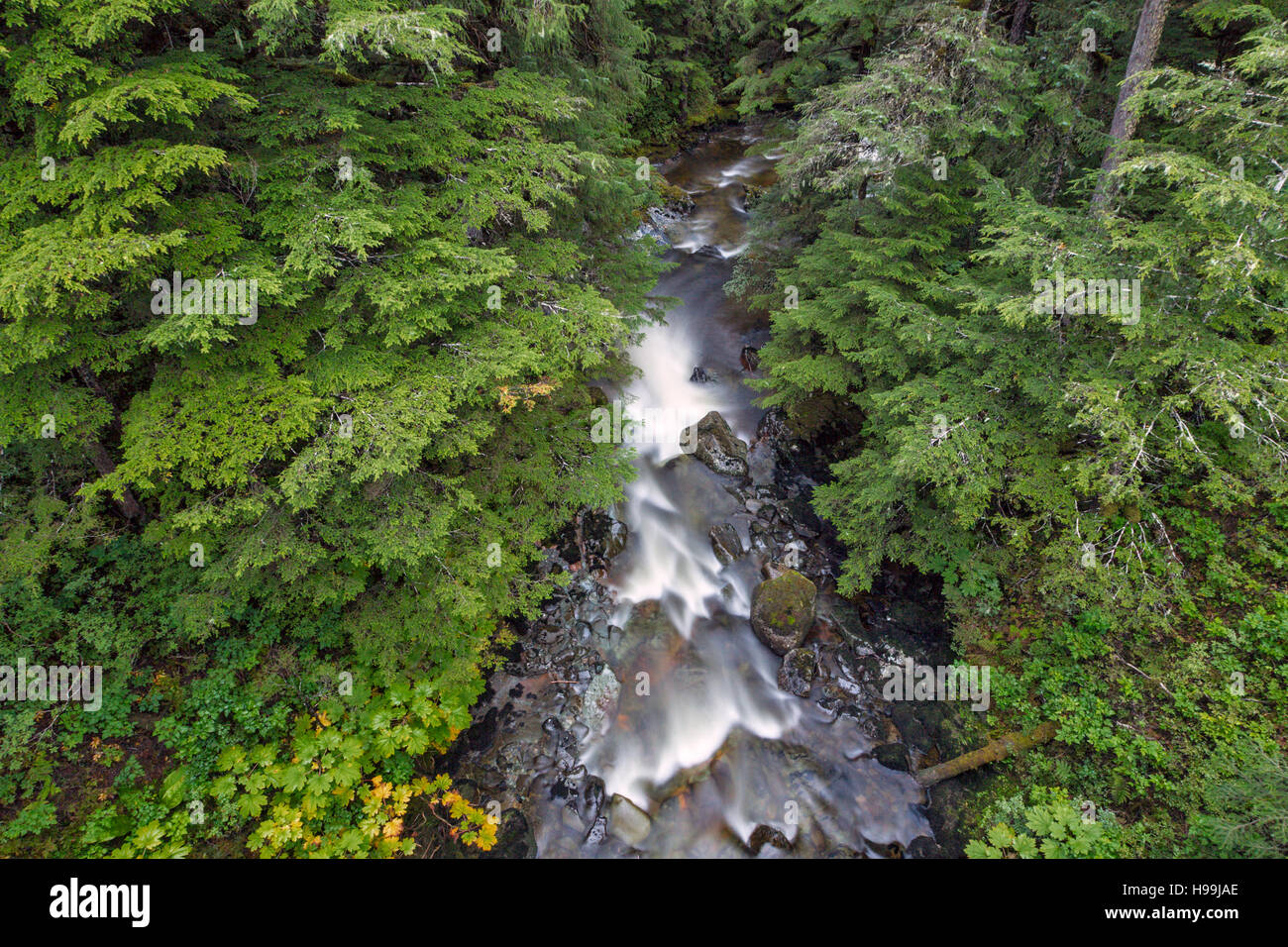 A river of the temperate coastal rain forest, Tongass National Forest ...
