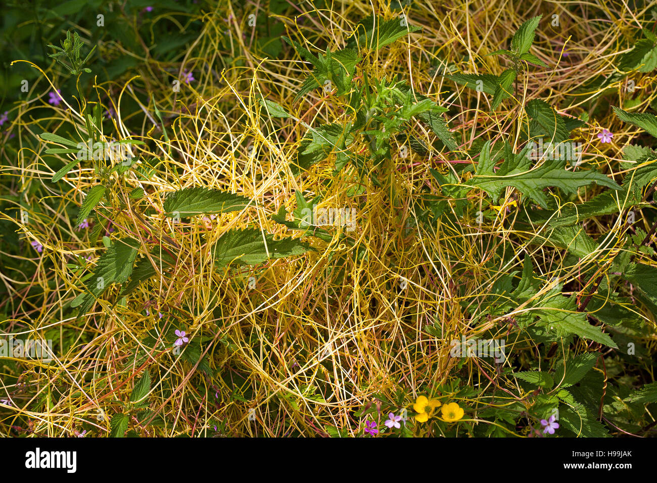 Cuscuta hi-res stock photography and images - Alamy