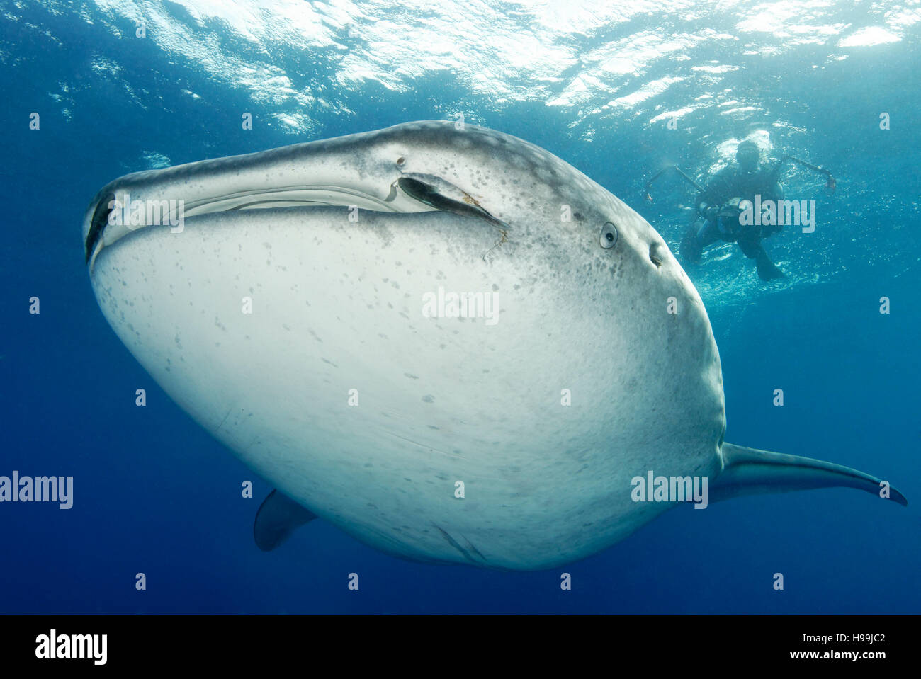 Whale shark with Remoras and scuba diver, Malpelo Island, Colombia ...