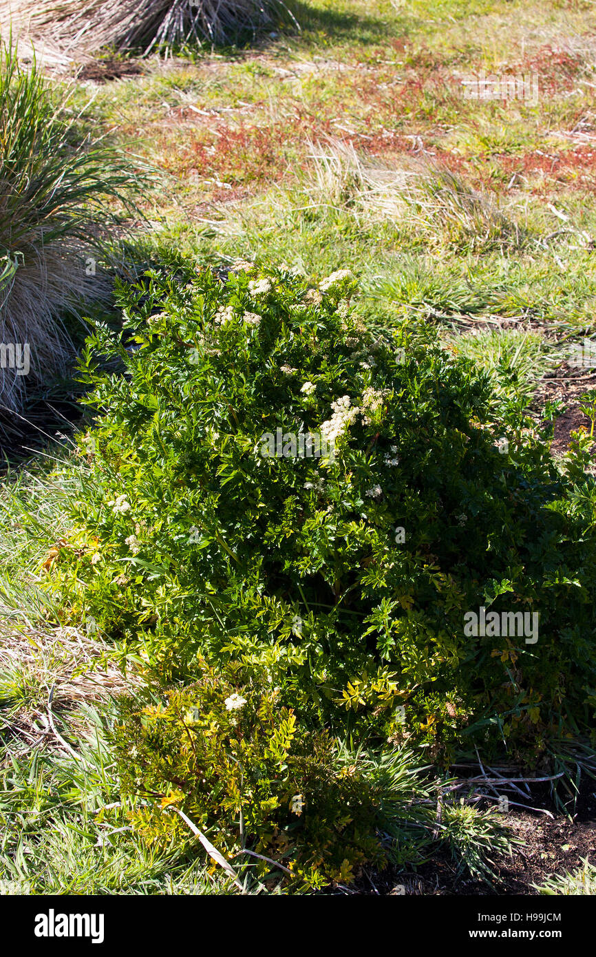 Wild celery Apium australe Bleaker Island Falkland Islands Stock Photo ...