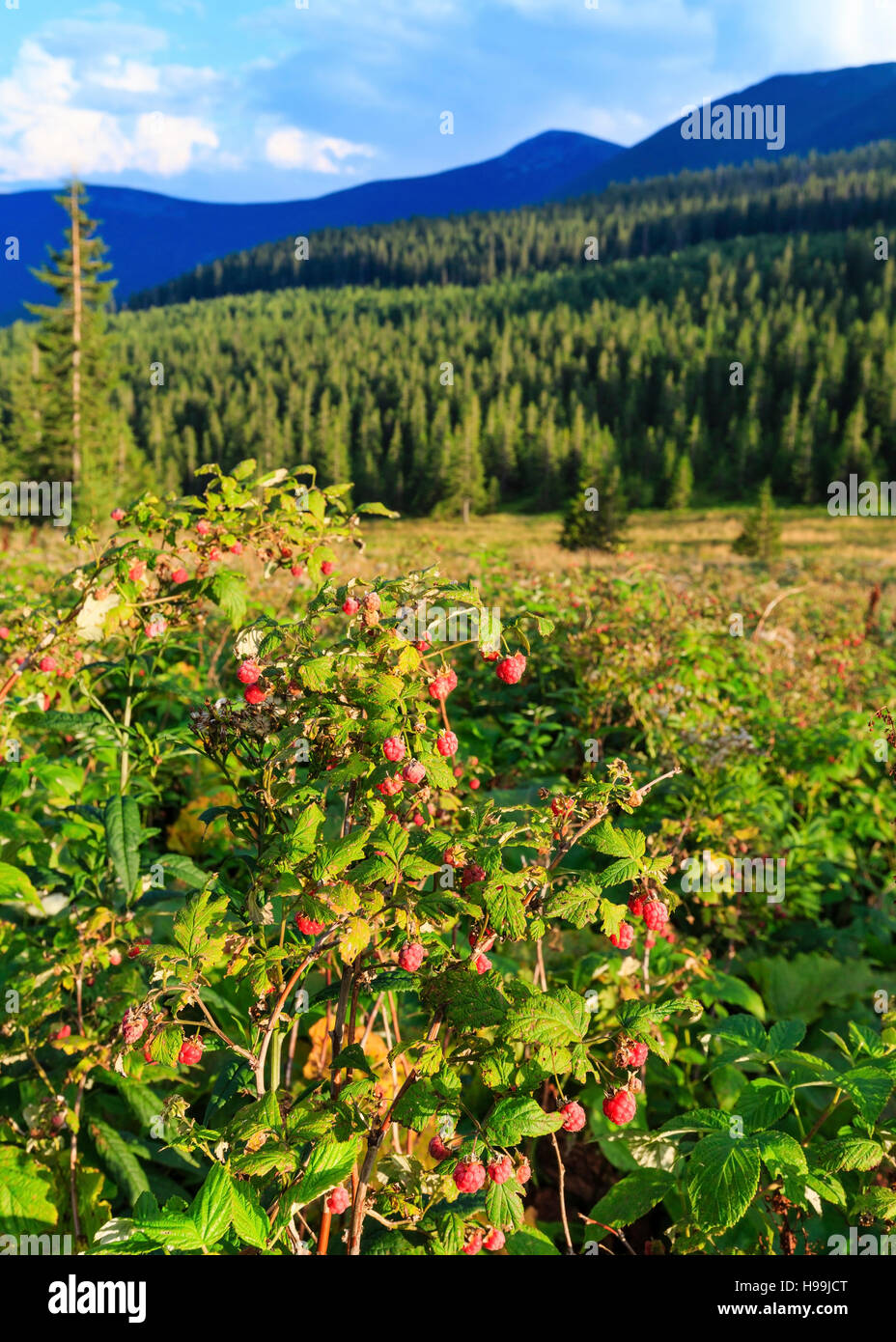 Wild raspberries bushes with red sweet berries (in front, close-up) on ...