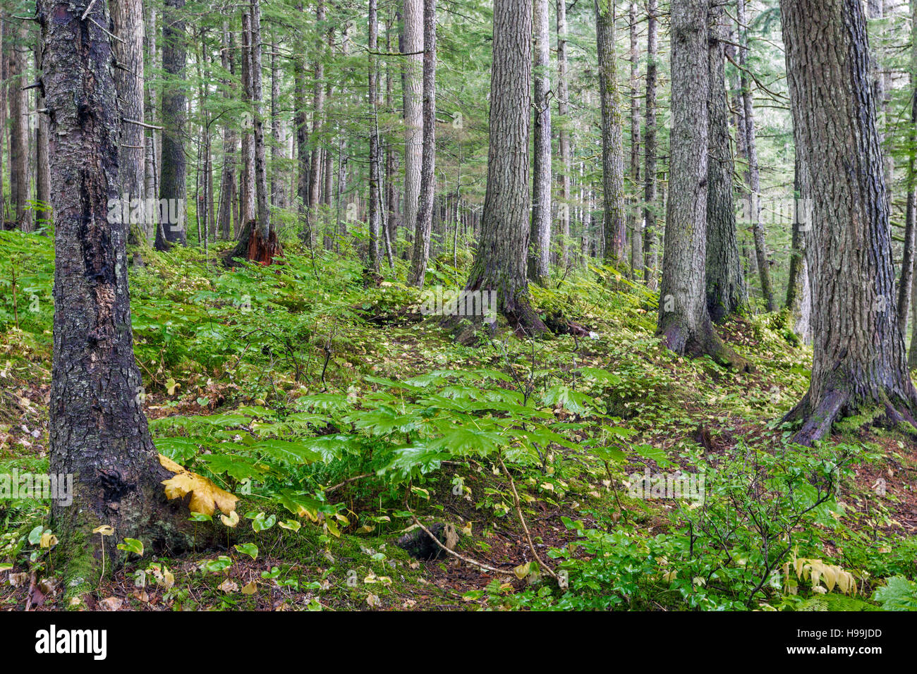 Interior of the temperate coastal rain forest, Tongass National Forest ...