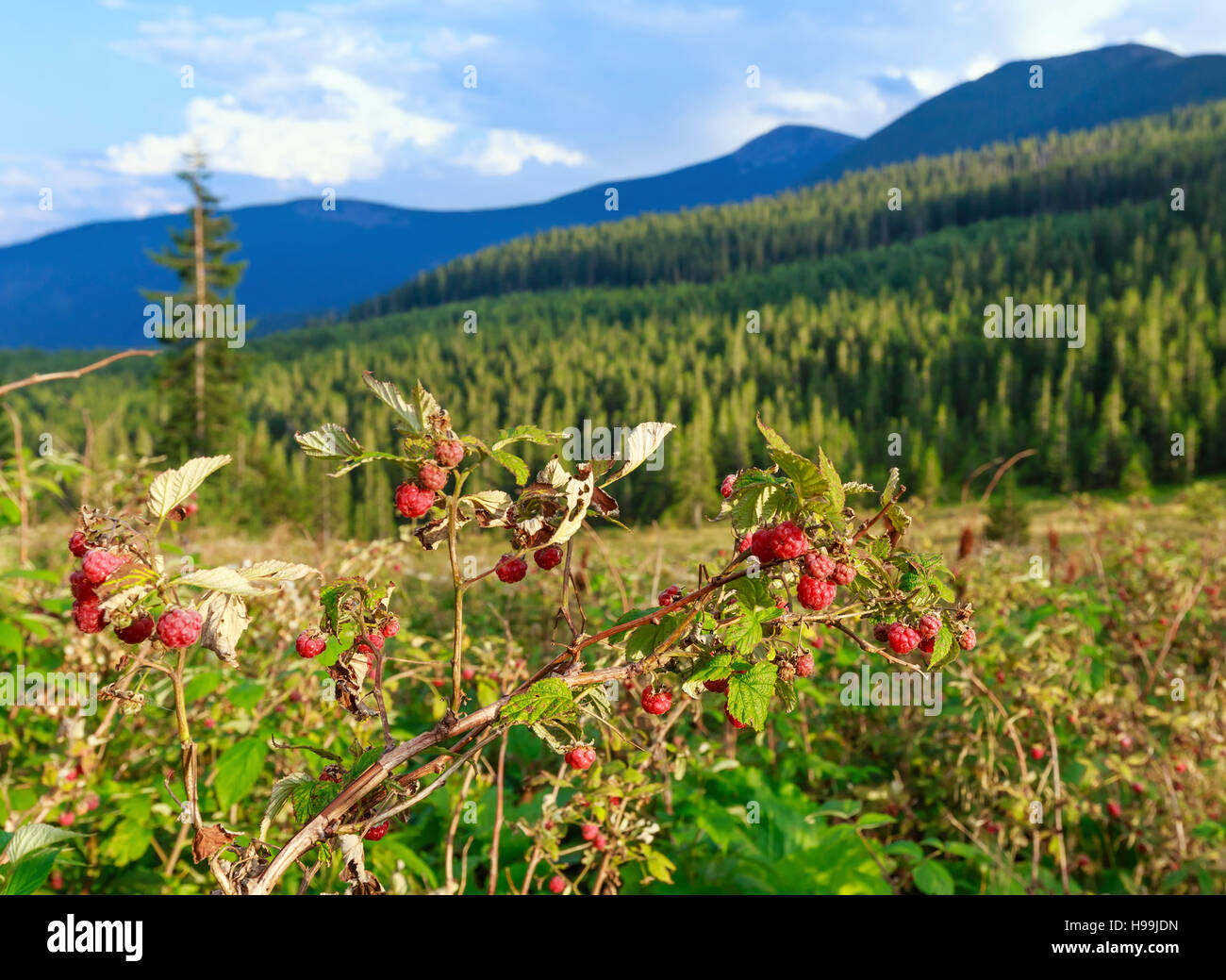 Twig wild raspberries with red sweet berries (in front, close-up) on ...
