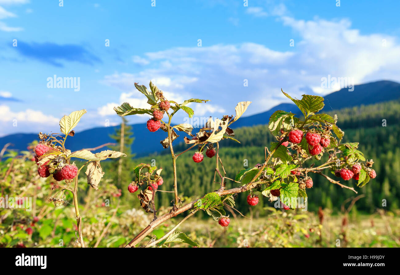 Twig wild raspberries with red sweet berries (in front, close-up) on ...