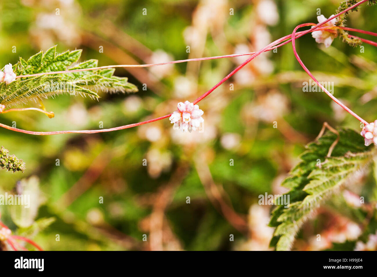 Greater dodder Cuscuta europaea on Common nettle Urtica dioica Pyrenees ...