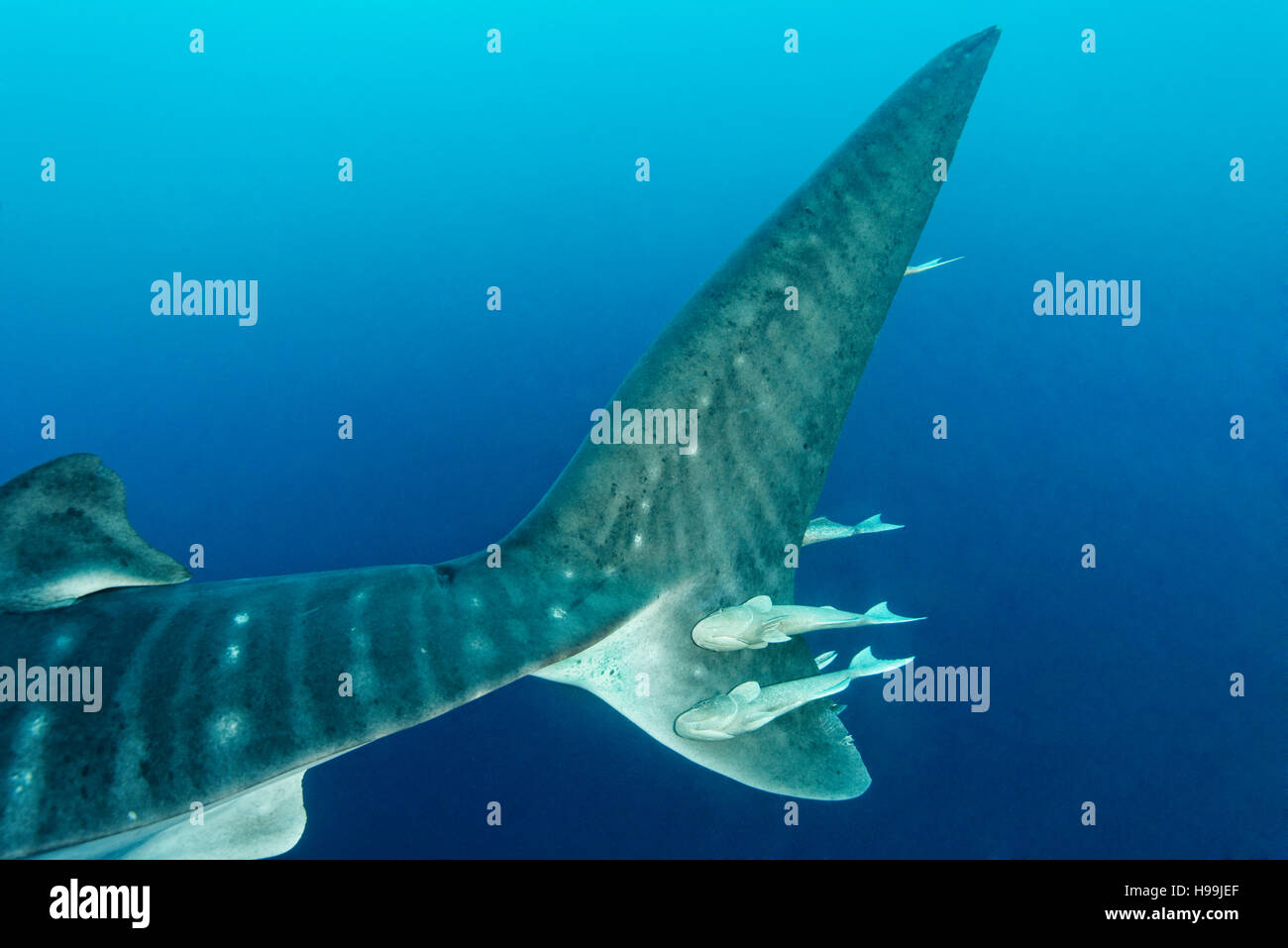 Tail fin of Whale shark with Remoras, Malpelo Island, Colombia, East ...