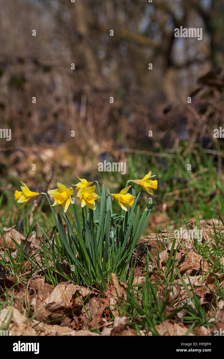 Pamber forest spring hi-res stock photography and images - Alamy