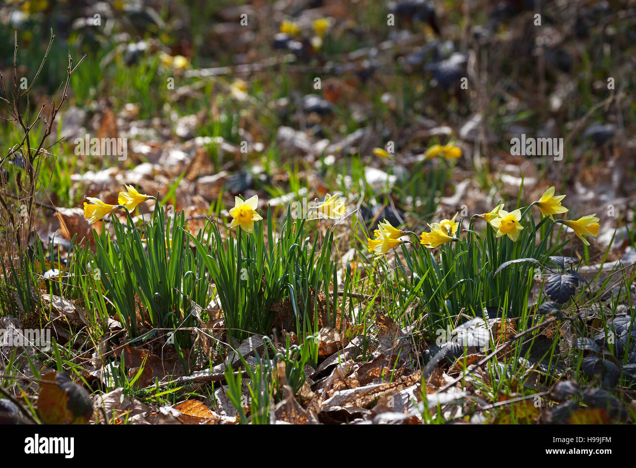 Wild daffodil Narcissus pseudonarcissus Pamber Forest Hampshire and ...