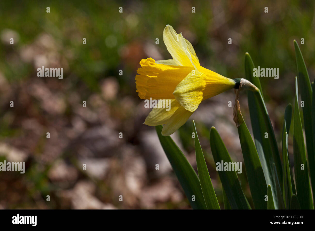 Wild daffodil Narcissus pseudonarcissus Pamber Forest Hampshire and ...