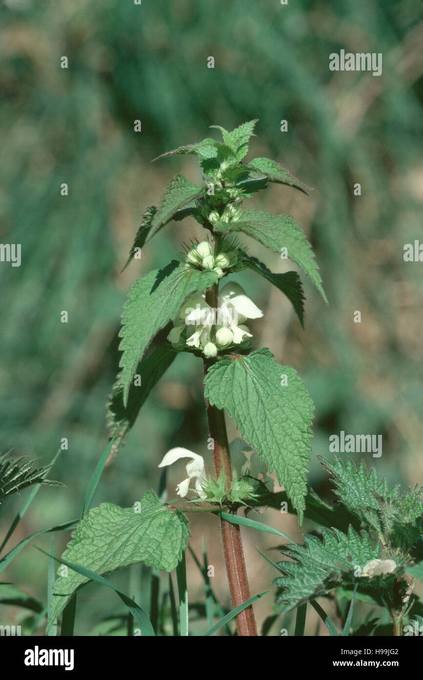 White dead-nettle Lamium album Stock Photo - Alamy