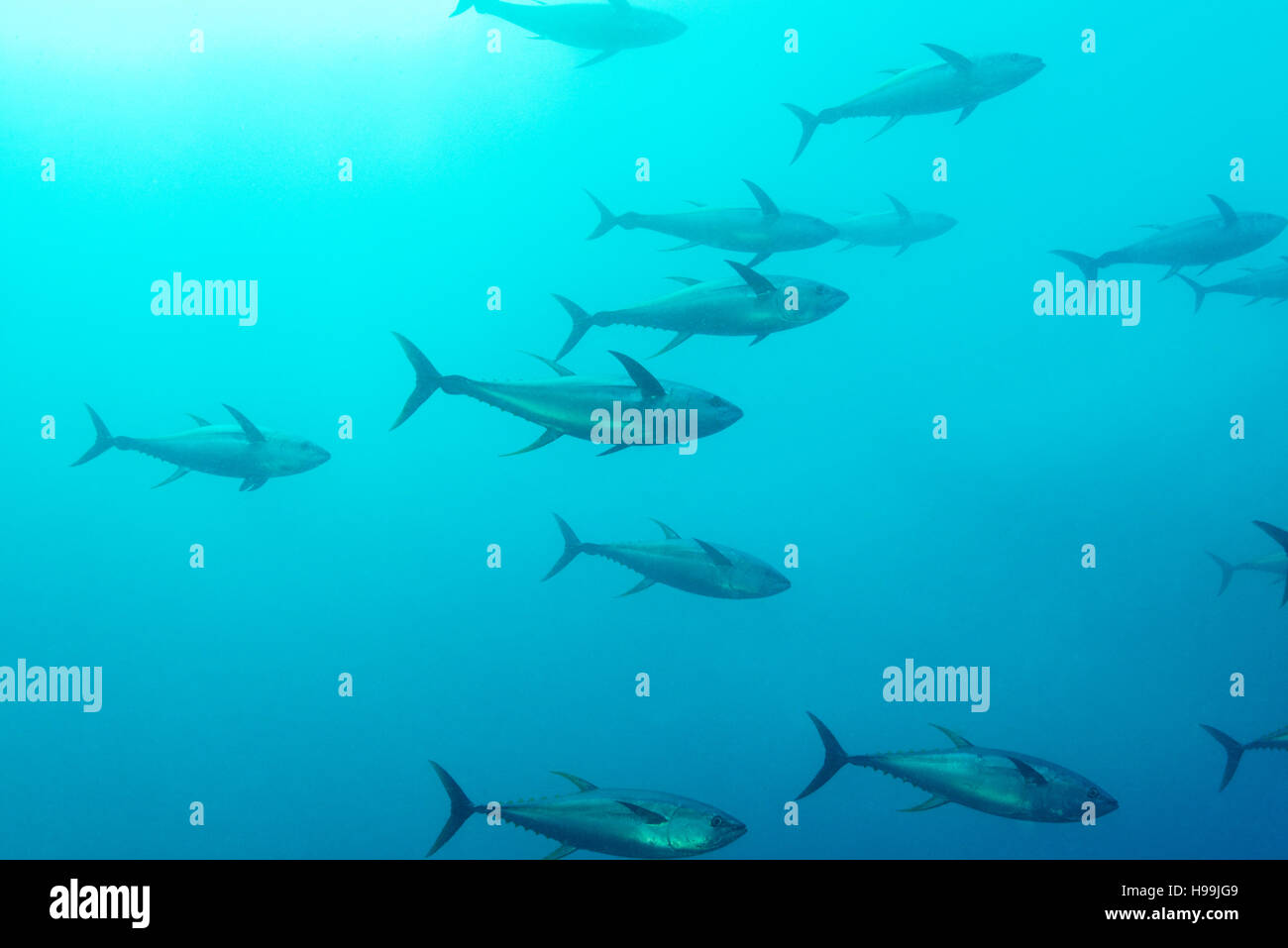 Yellowfin Tuna School